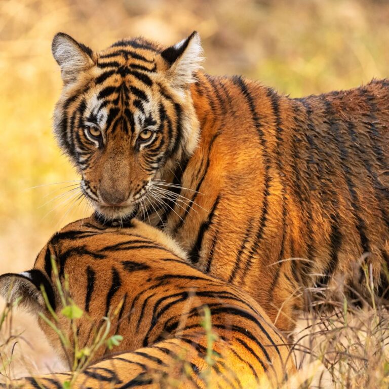 Famous Tigers of Ranthambore - Visit Ranthambore