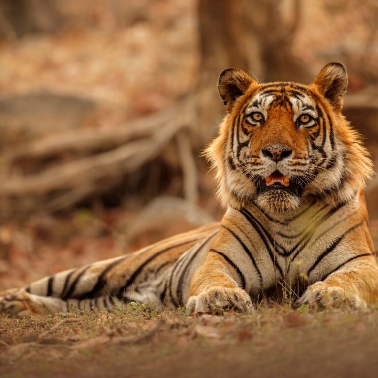 Famous Tigers of Ranthambore - Visit Ranthambore