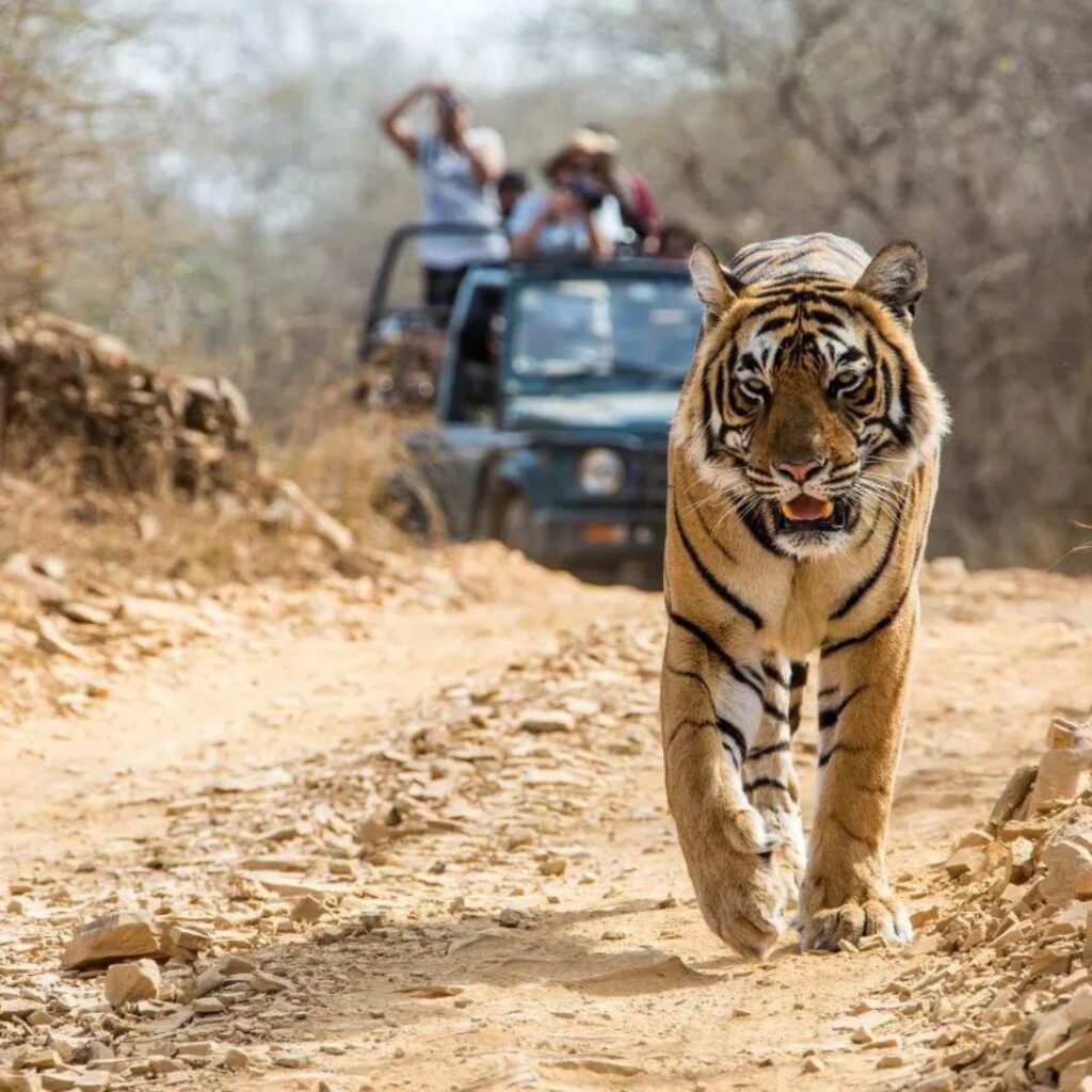 Famous Tigers of Ranthambore - Visit Ranthambore
