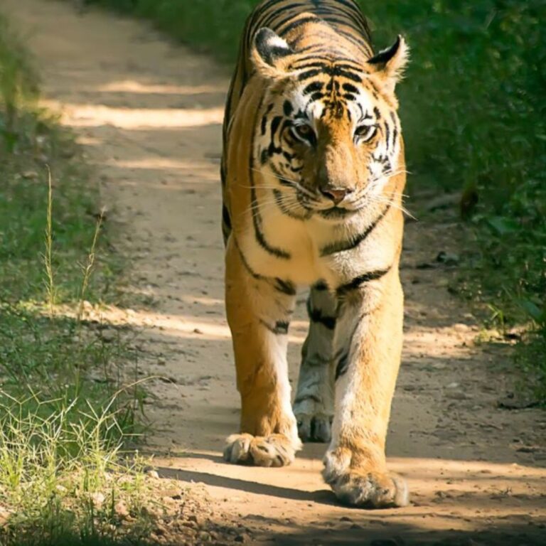 Famous Tigers of Ranthambore - Visit Ranthambore